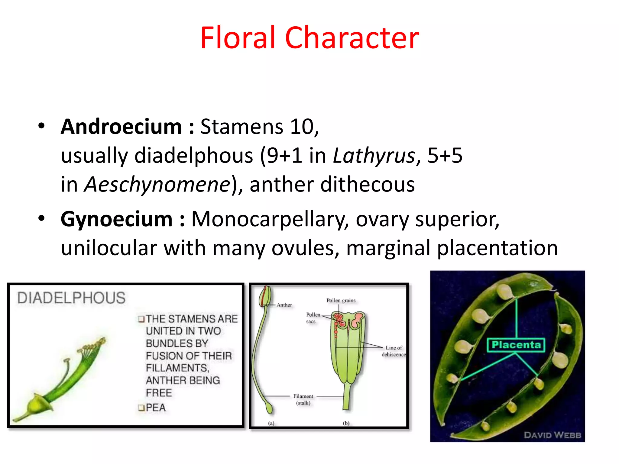 Floral Formula Class 11 Biology | PPTX