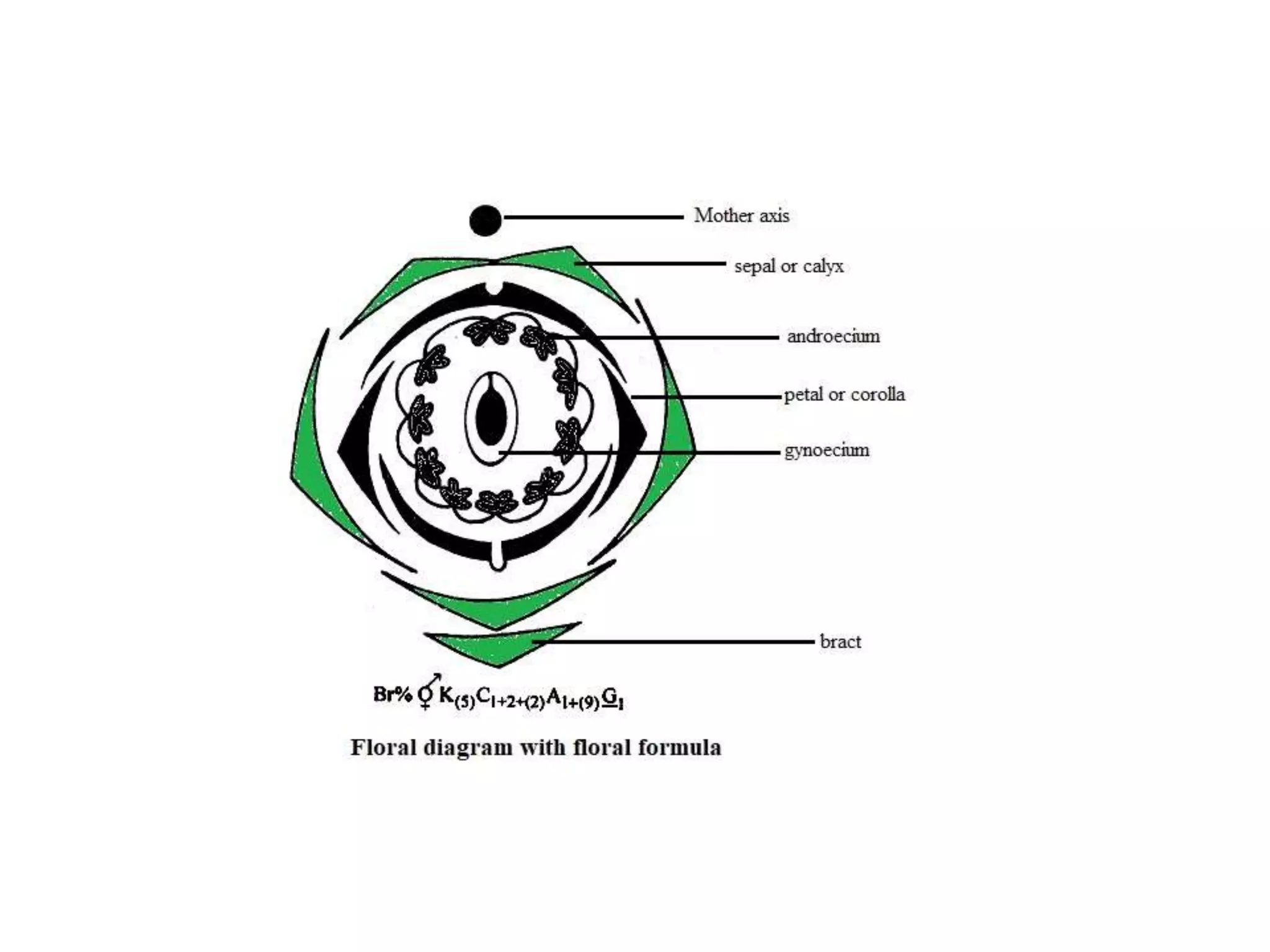 Floral Formula Class 11 Biology | PPTX