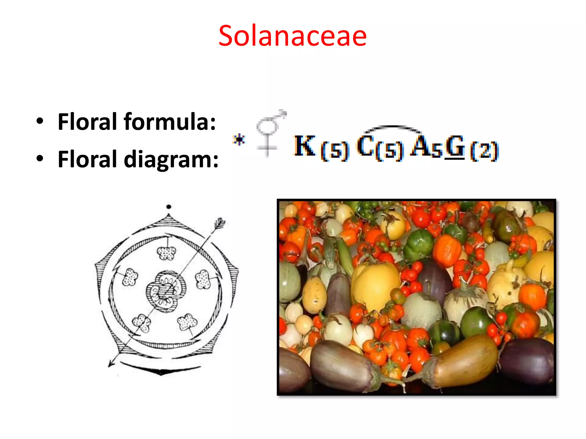 Floral Formula Class 11 Biology | PPTX