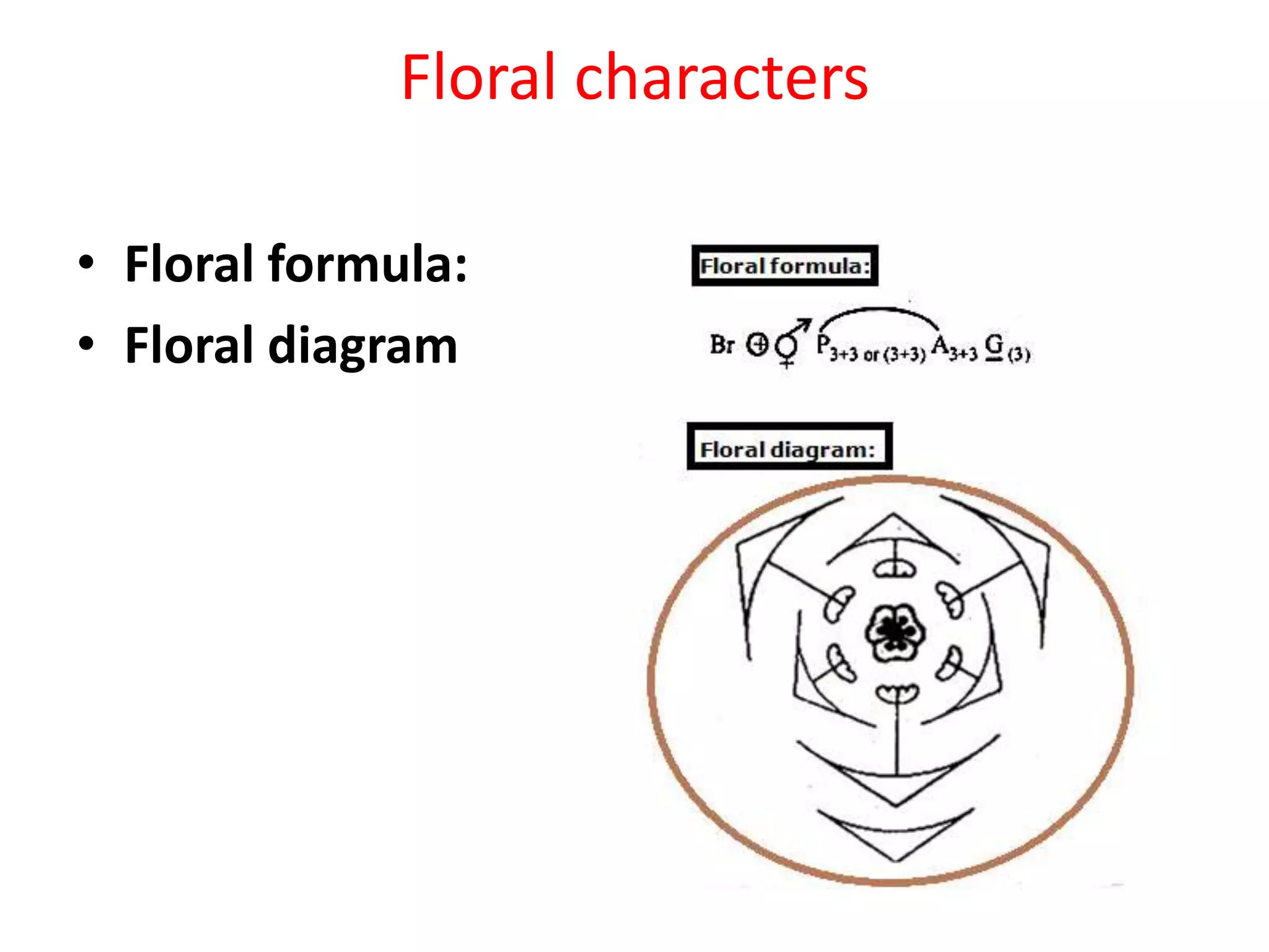 Floral Formula Class 11 Biology | PPTX