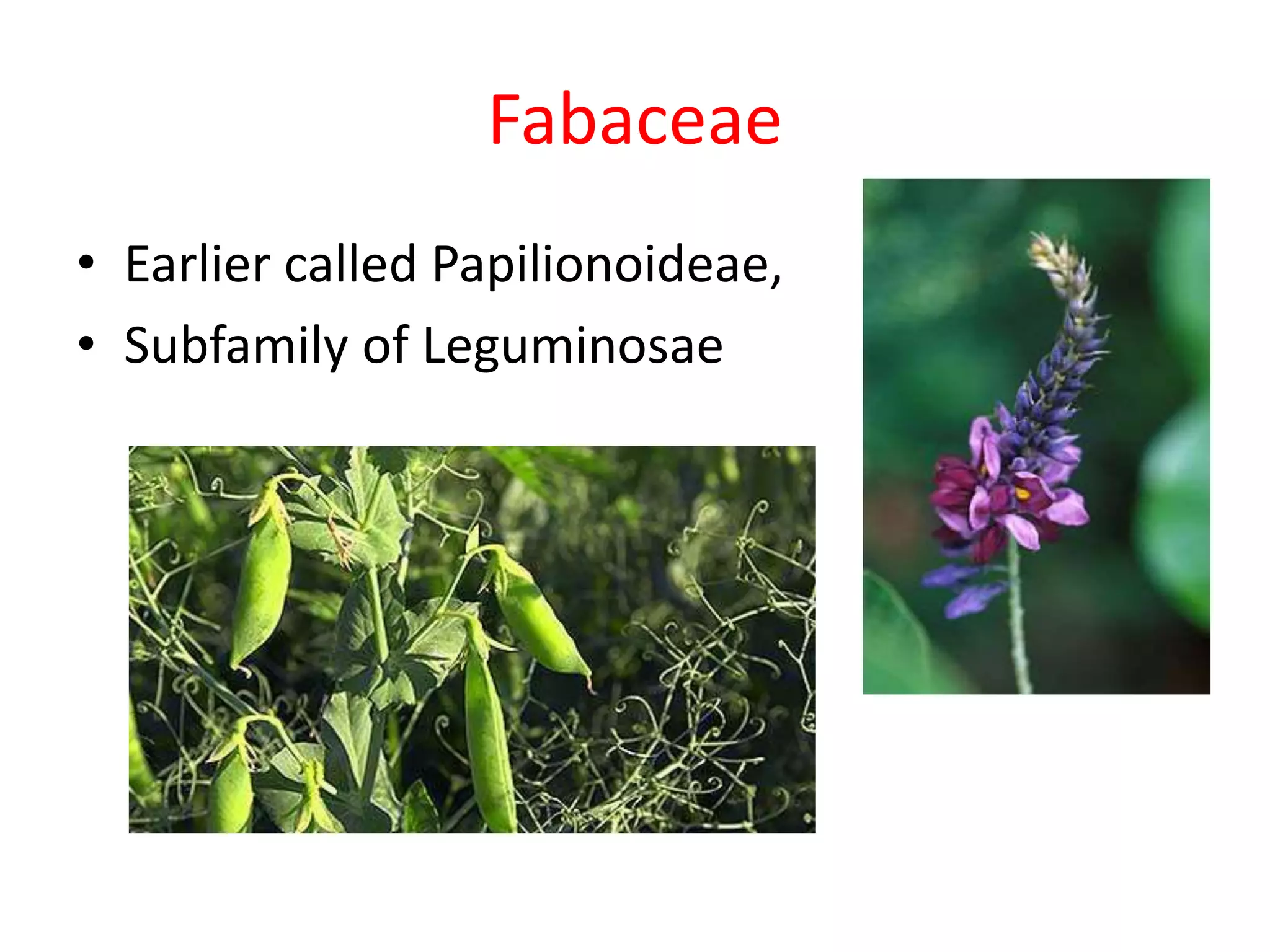 Floral Formula Class 11 Biology | PPTX