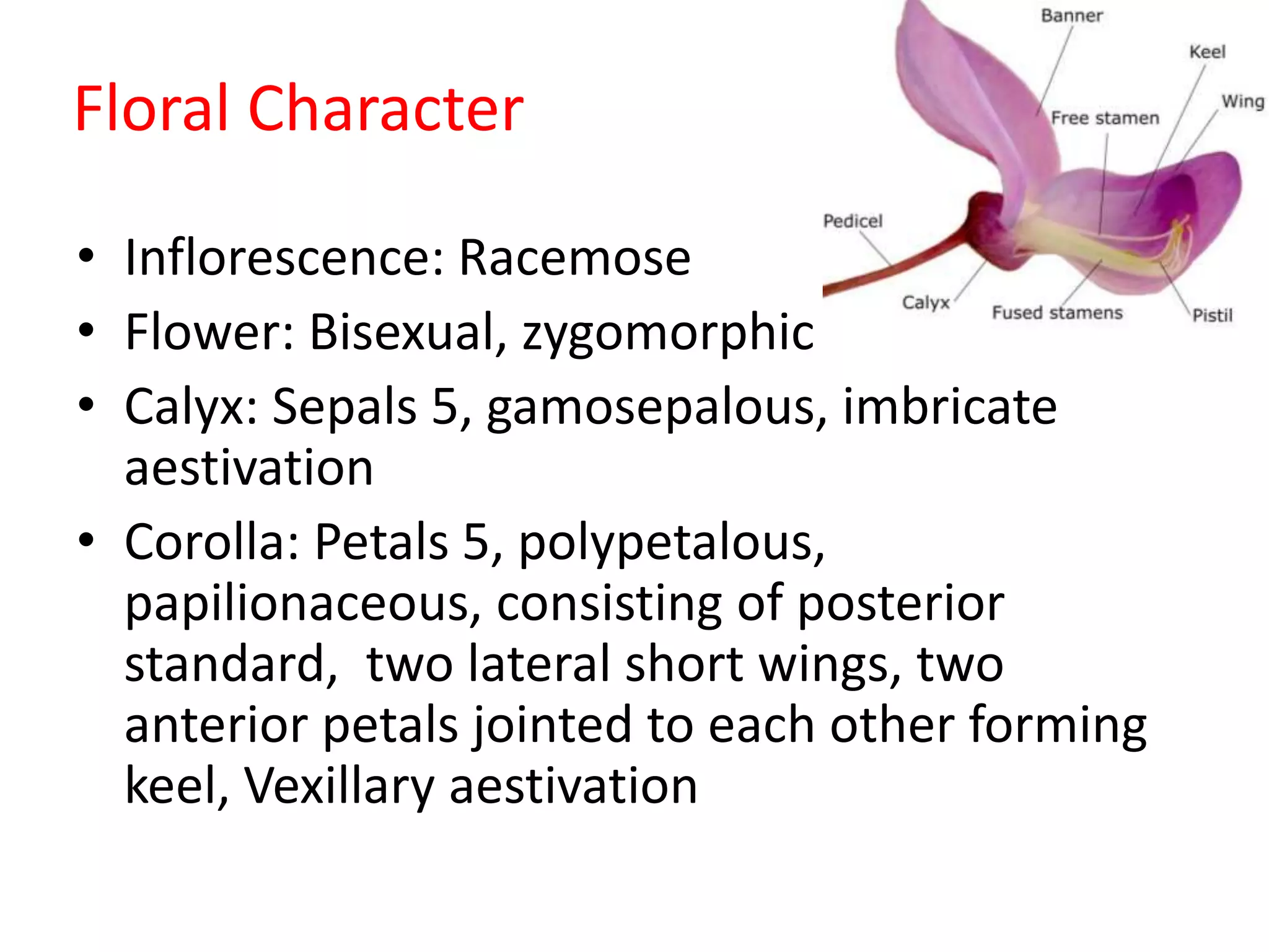 Floral Formula Class 11 Biology | PPTX
