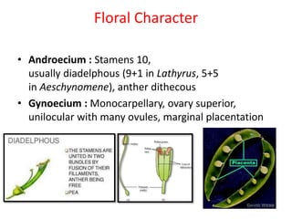 Floral Formula Class 11 Biology | PPTX