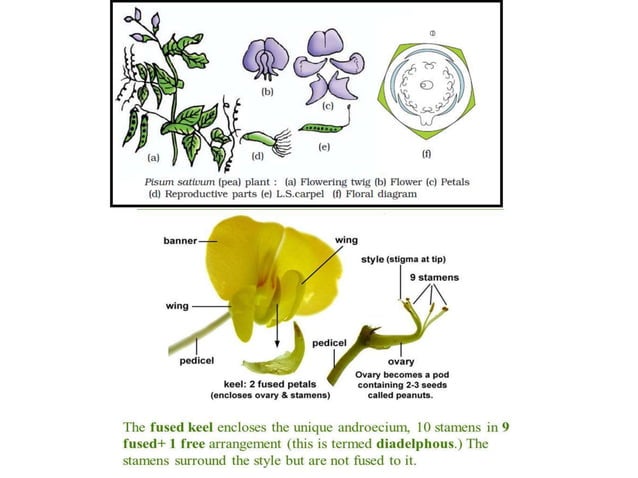 Floral Formula Class 11 Biology | PPTX