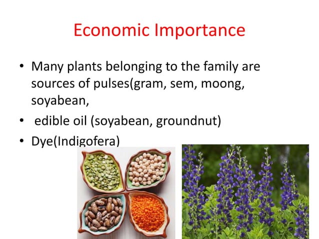 Floral Formula Class 11 Biology | PPTX