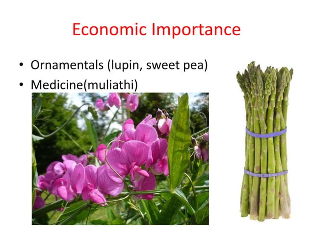 Floral Formula Class 11 Biology | PPTX