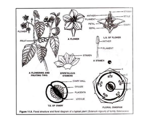 Floral Formula Class 11 Biology | PPTX