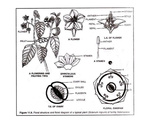 Floral Formula Class 11 Biology | PPTX
