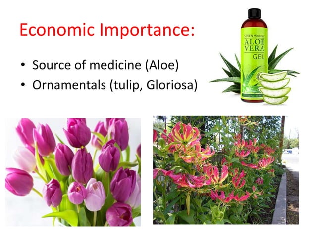 Floral Formula Class 11 Biology | PPTX