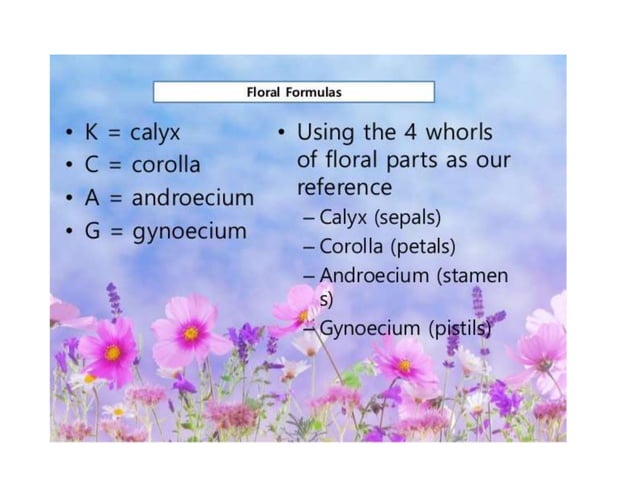 Floral Formula Class 11 Biology | PPTX