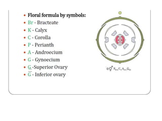 Floral Formula Class 11 Biology | PPTX