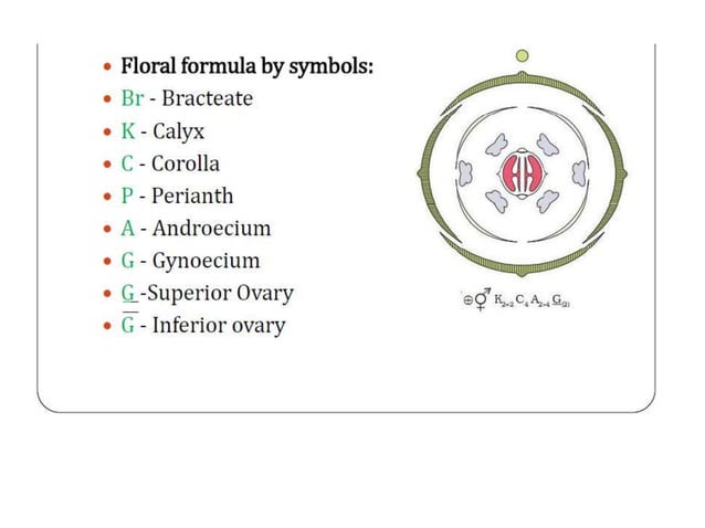 Floral Formula Class 11 Biology | PPTX