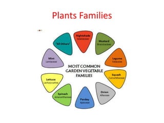 Floral Formula Class 11 Biology | PPTX
