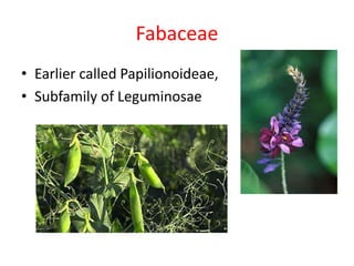 Floral Formula Class 11 Biology | PPTX