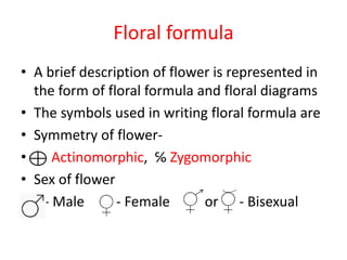 Floral Formula Class 11 Biology | PPT