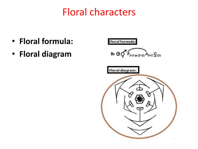 Floral Formula Class 11 Biology