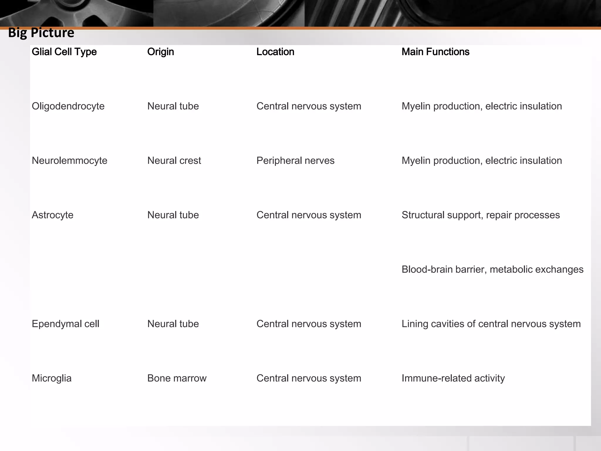 Neuroglia | PPTX