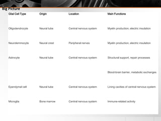 Examples Of Neuroglia