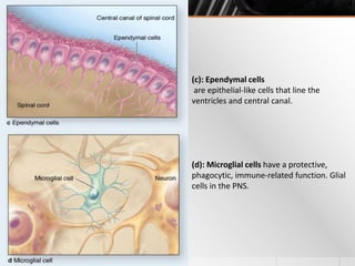 Neuroglia Slide