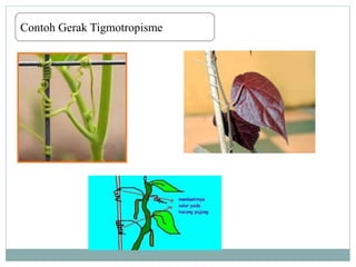 10.Gerak_Pada_Tumbuhan_(Kelompok_6).pptx