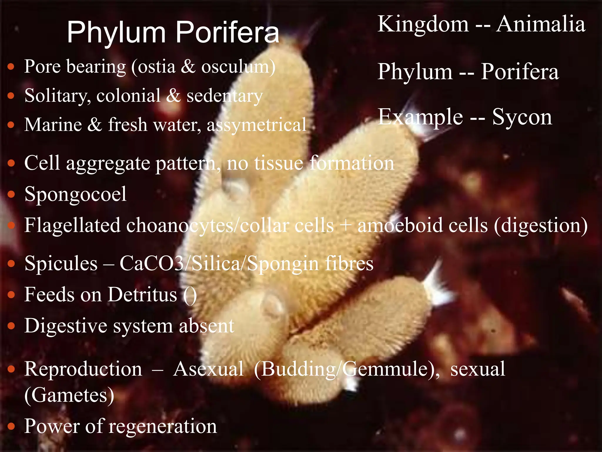 Chapter_4_Kingdom_Animalia.pptx