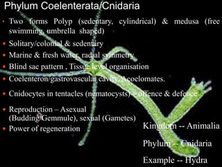 Chapter_4_Kingdom_Animalia.pptx