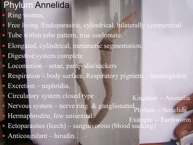 Chapter_4_Kingdom_Animalia.pptx