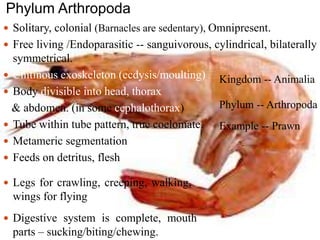 Chapter_4_Kingdom_Animalia.pptx