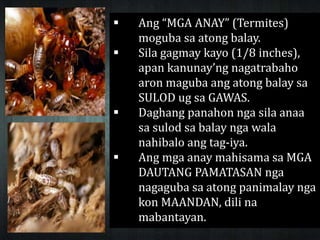 MGA ANAY SA CRISTOHANONG PANIMALAY by Joshua Notarte (Mar 24, 2018 ...