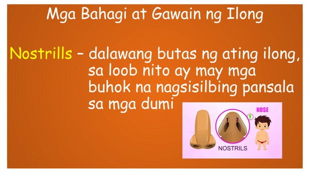 ang Mga Bahagi at Tungkulin ng Ilong.pptx