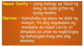 ang Mga Bahagi at Tungkulin ng Ilong.pptx