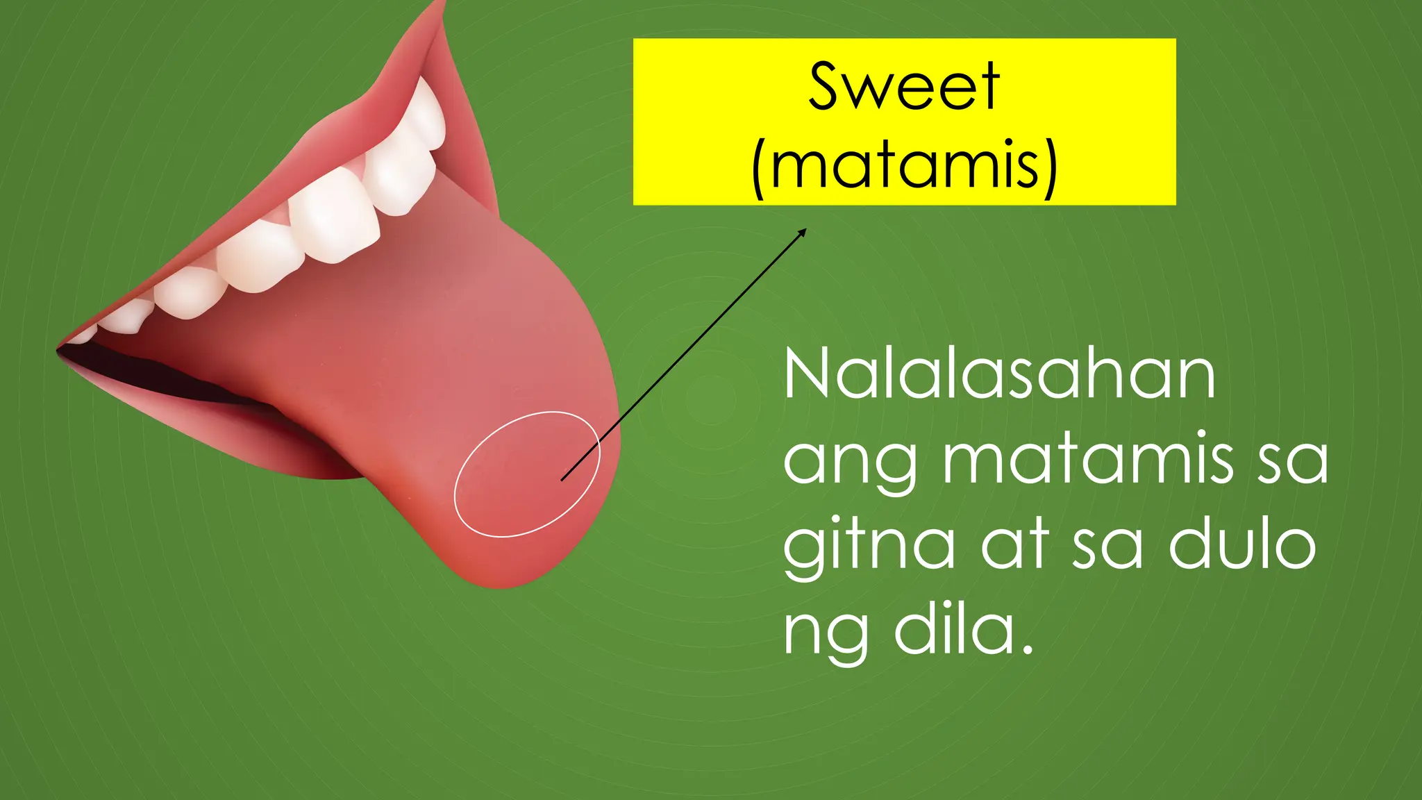 MGA BAHAGI NG DILA AT KUNG ANO ANG TUNGKULIN NG MGA ITO | PPTX