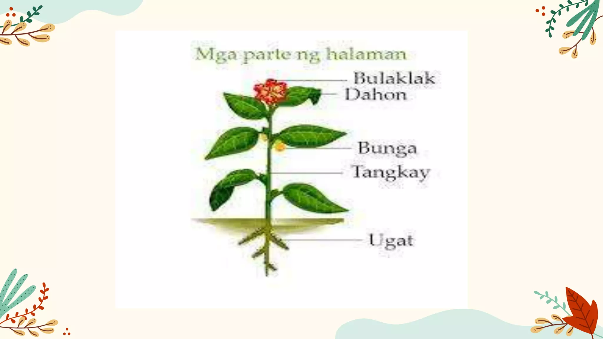 MGA BAHAGI NG HALAMAN.pptx