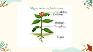 MGA BAHAGI NG HALAMAN.pptx