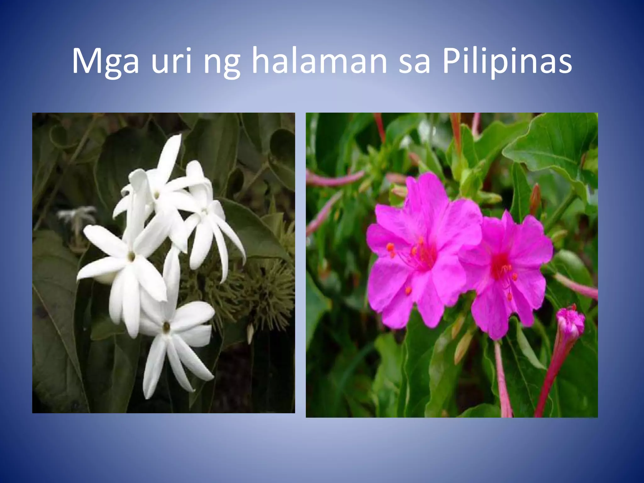 Mga halaman at hayop sa pilipinas powerpoint | PPTX