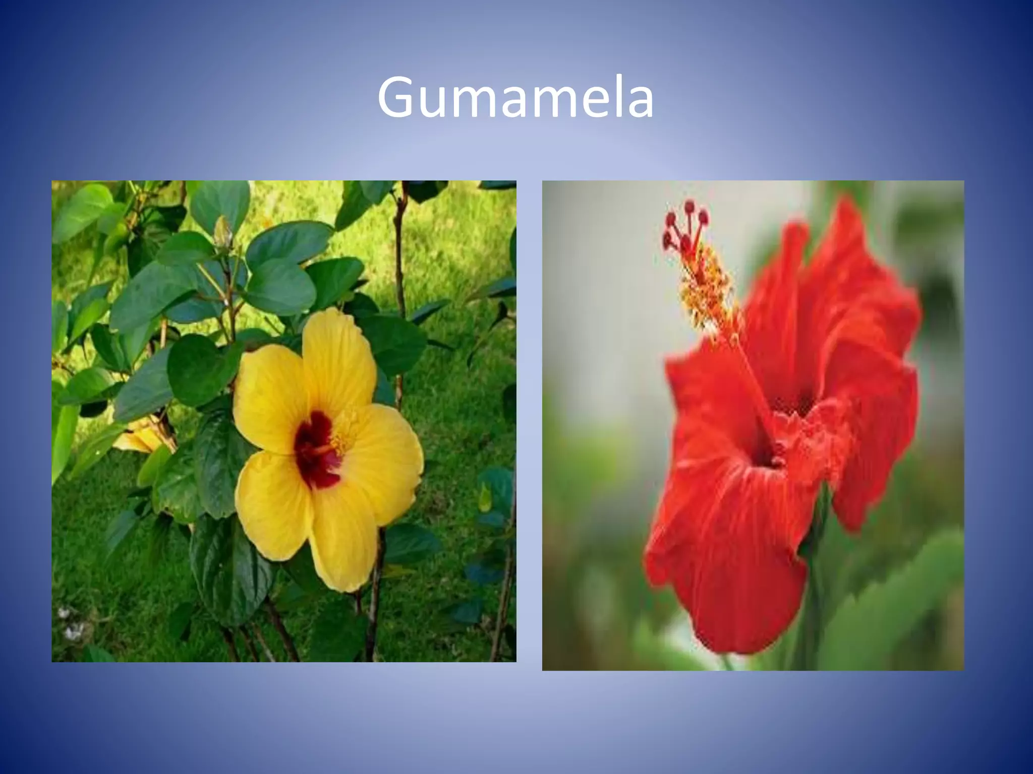 Mga halaman at hayop sa pilipinas powerpoint | PPTX