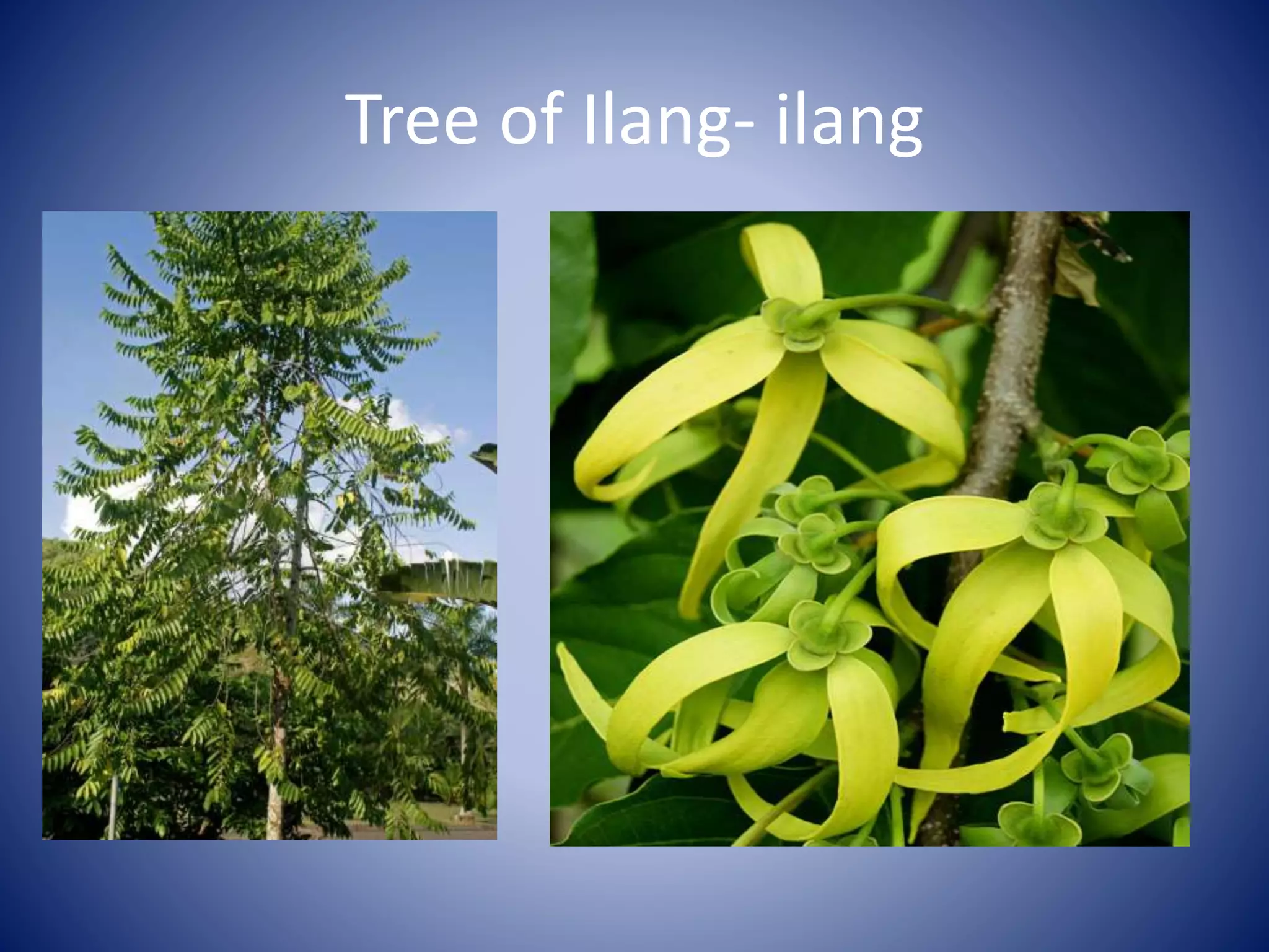 Mga halaman at hayop sa pilipinas powerpoint | PPTX