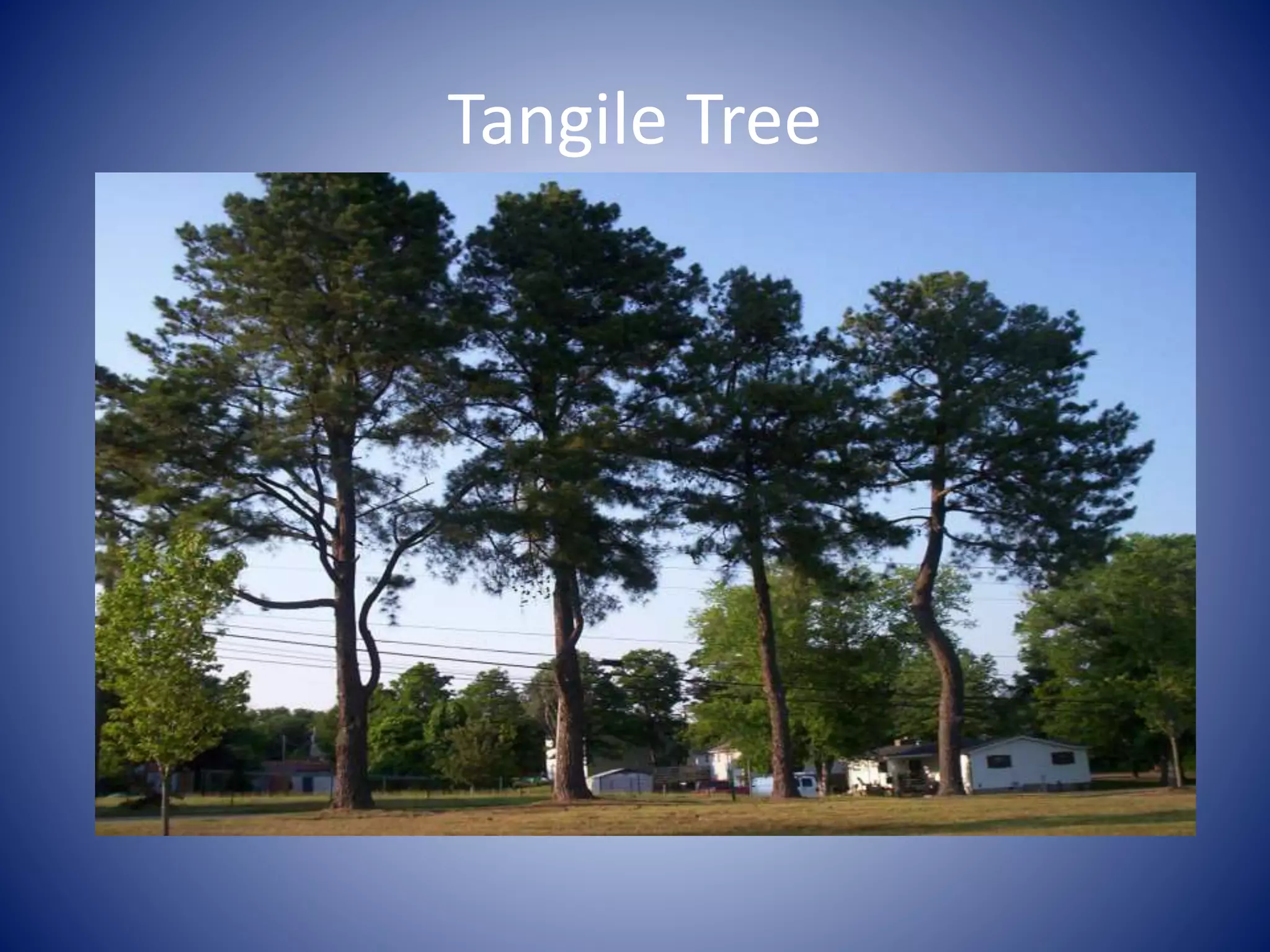 Mga halaman at hayop sa pilipinas powerpoint | PPTX