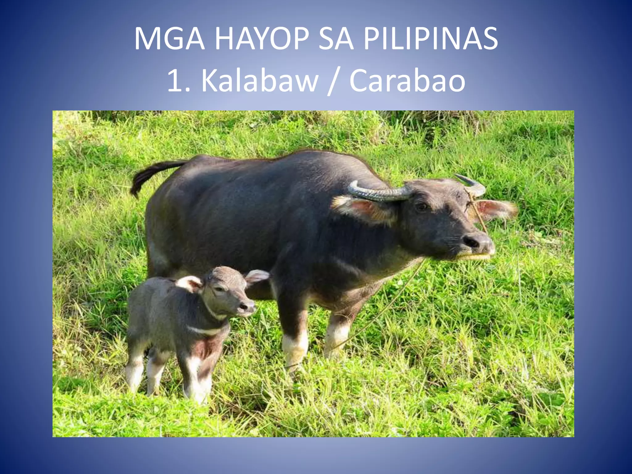 Mga halaman at hayop sa pilipinas powerpoint | PPTX