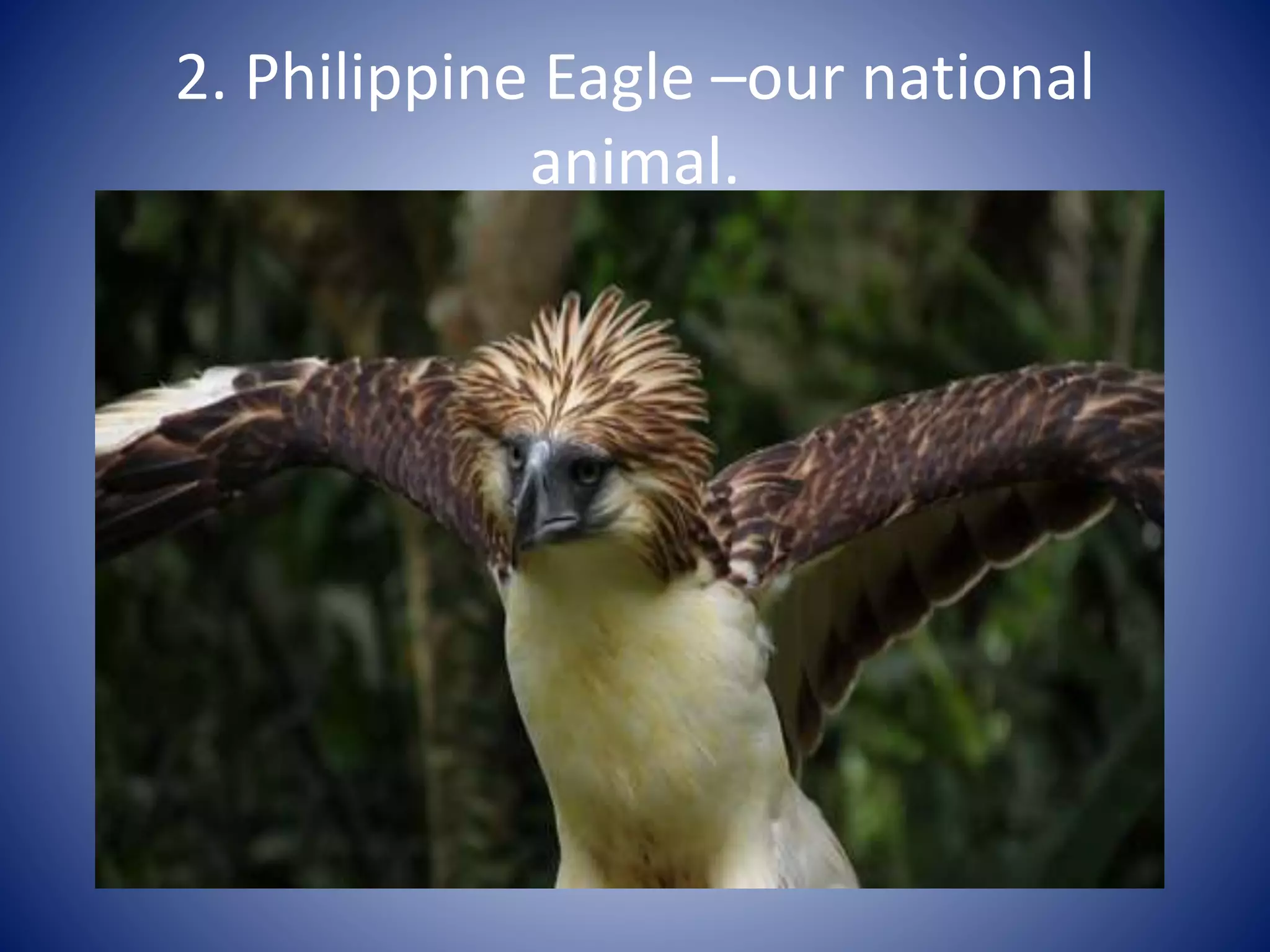 Mga halaman at hayop sa pilipinas powerpoint | PPTX