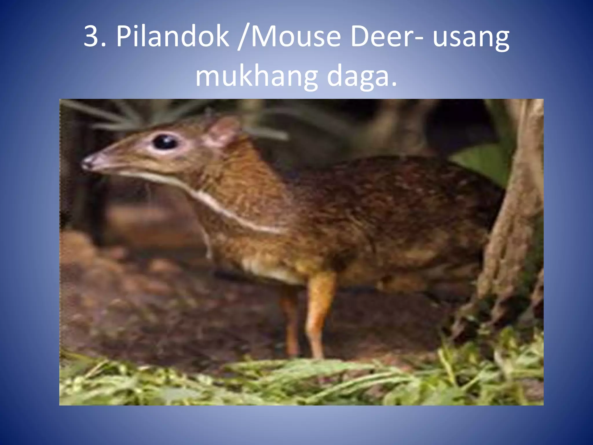 Mga halaman at hayop sa pilipinas powerpoint | PPTX