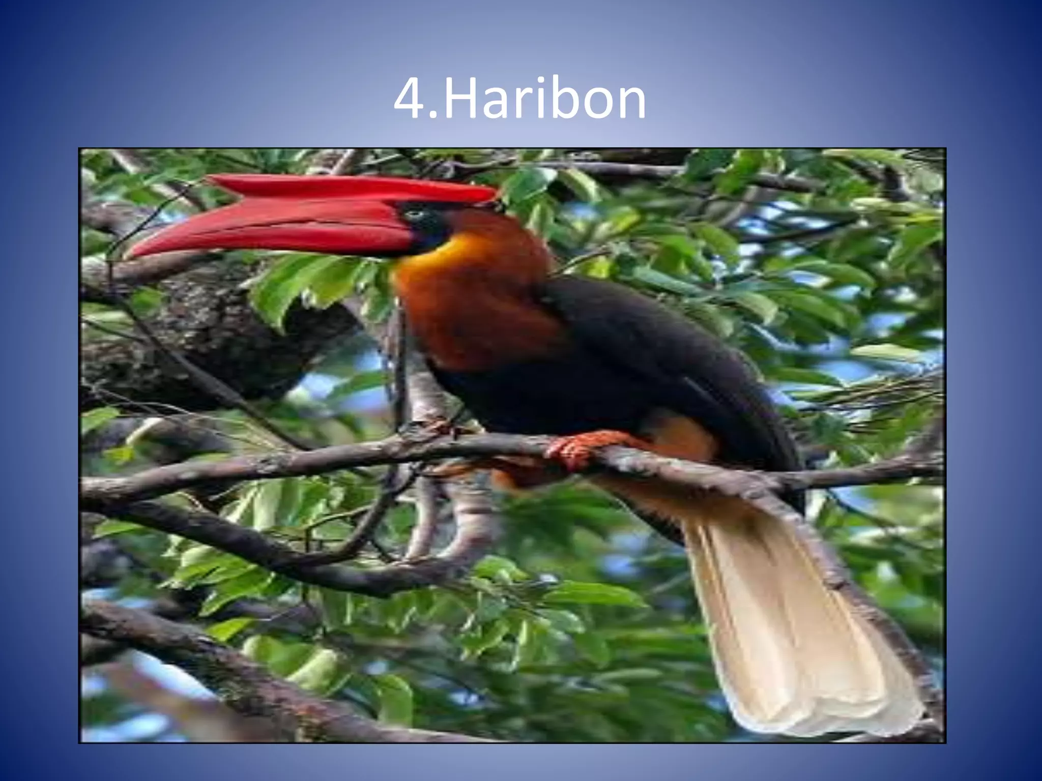 Mga halaman at hayop sa pilipinas powerpoint | PPTX