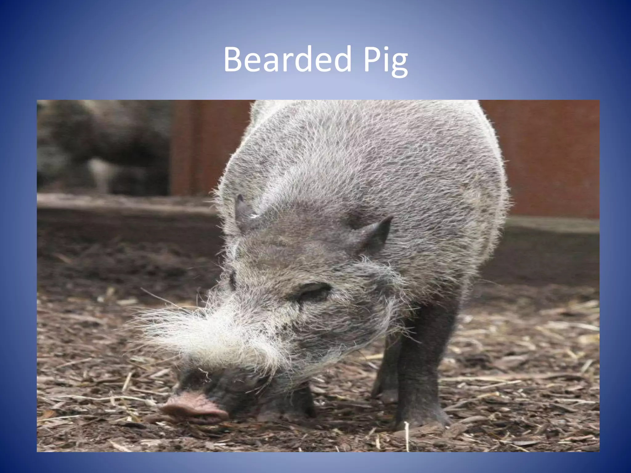 Mga halaman at hayop sa pilipinas powerpoint | PPTX