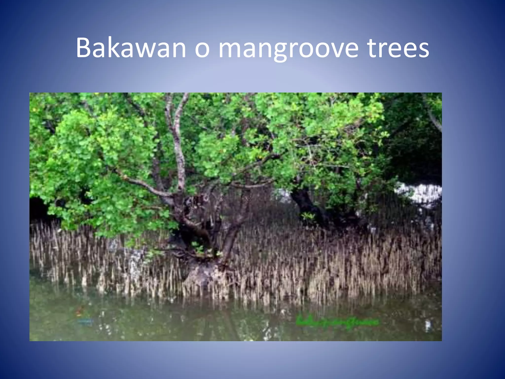 Mga halaman at hayop sa pilipinas powerpoint | PPTX