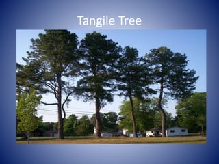 Mga halaman at hayop sa pilipinas powerpoint | PPTX