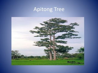 Mga halaman at hayop sa pilipinas powerpoint | PPTX