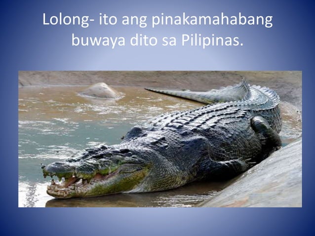 Mga halaman at hayop sa pilipinas powerpoint | PPTX