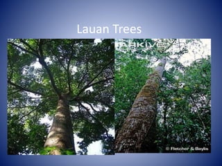 Mga halaman at hayop sa pilipinas powerpoint | PPTX