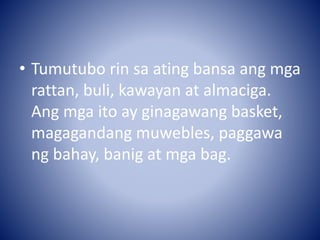 Mga halaman at hayop sa pilipinas powerpoint | PPTX