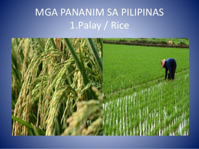 Mga halaman at hayop sa pilipinas powerpoint